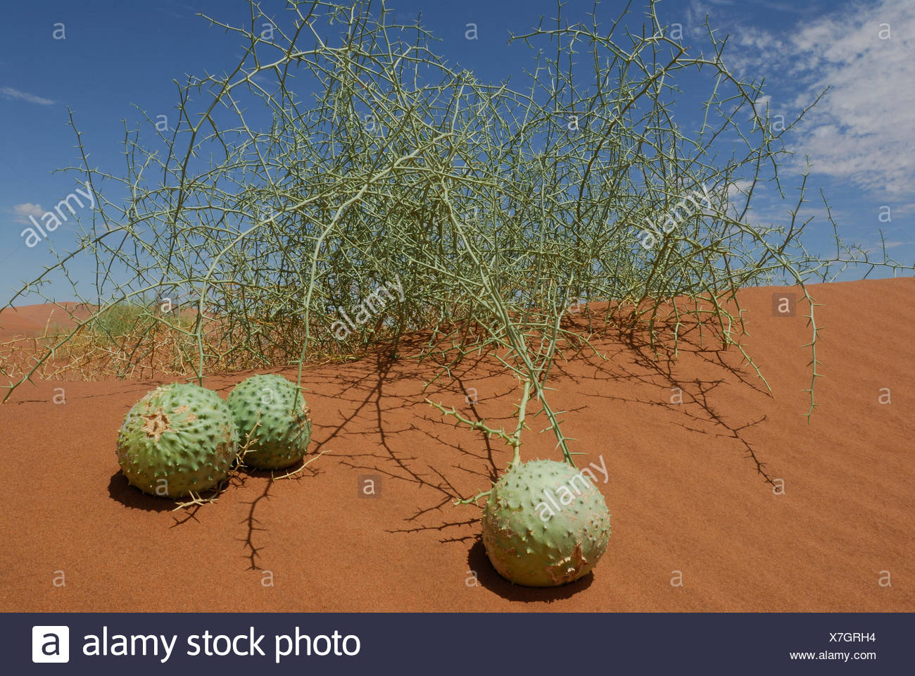 Desert Melons High Resolution Stock Photography and Images - Alamy