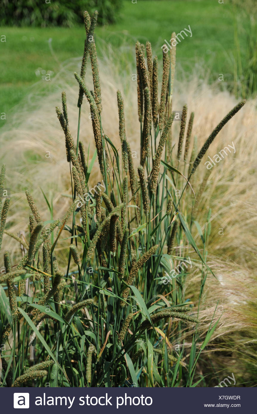 Timothy Grass High Resolution Stock Photography and Images - Alamy