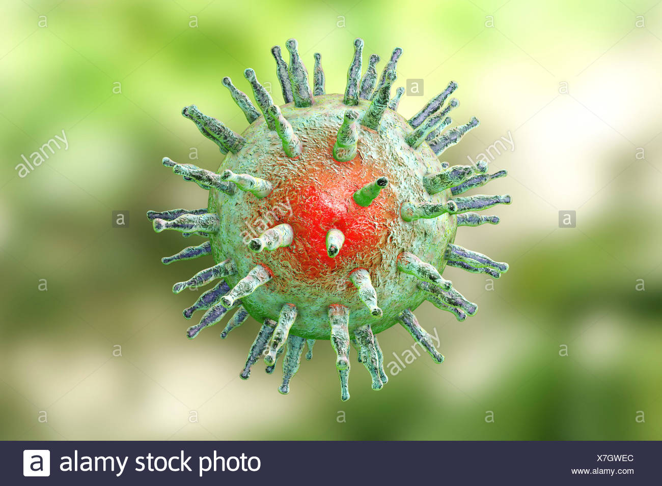 Glandular Structure High Resolution Stock Photography and Images - Alamy