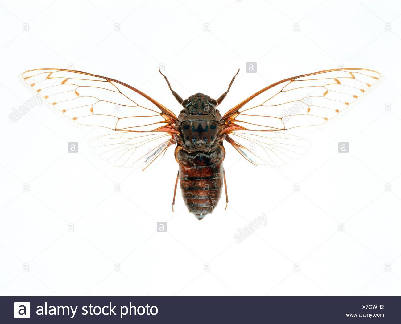 Family Cicadidae High Resolution Stock Photography and Images - Alamy