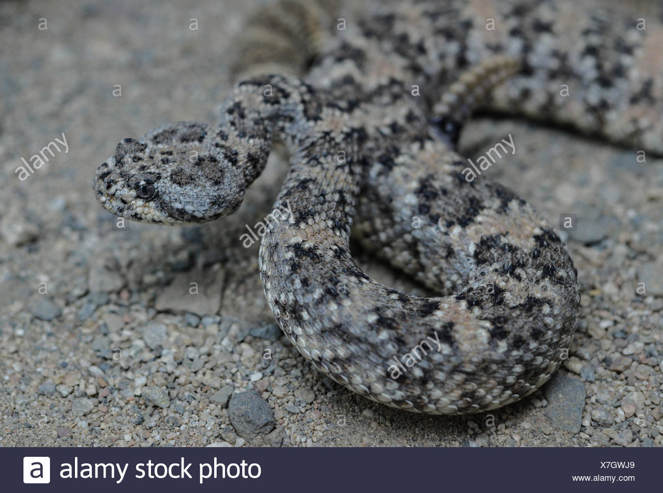 Desert Snake Stock Photos & Desert Snake Stock Images - Alamy