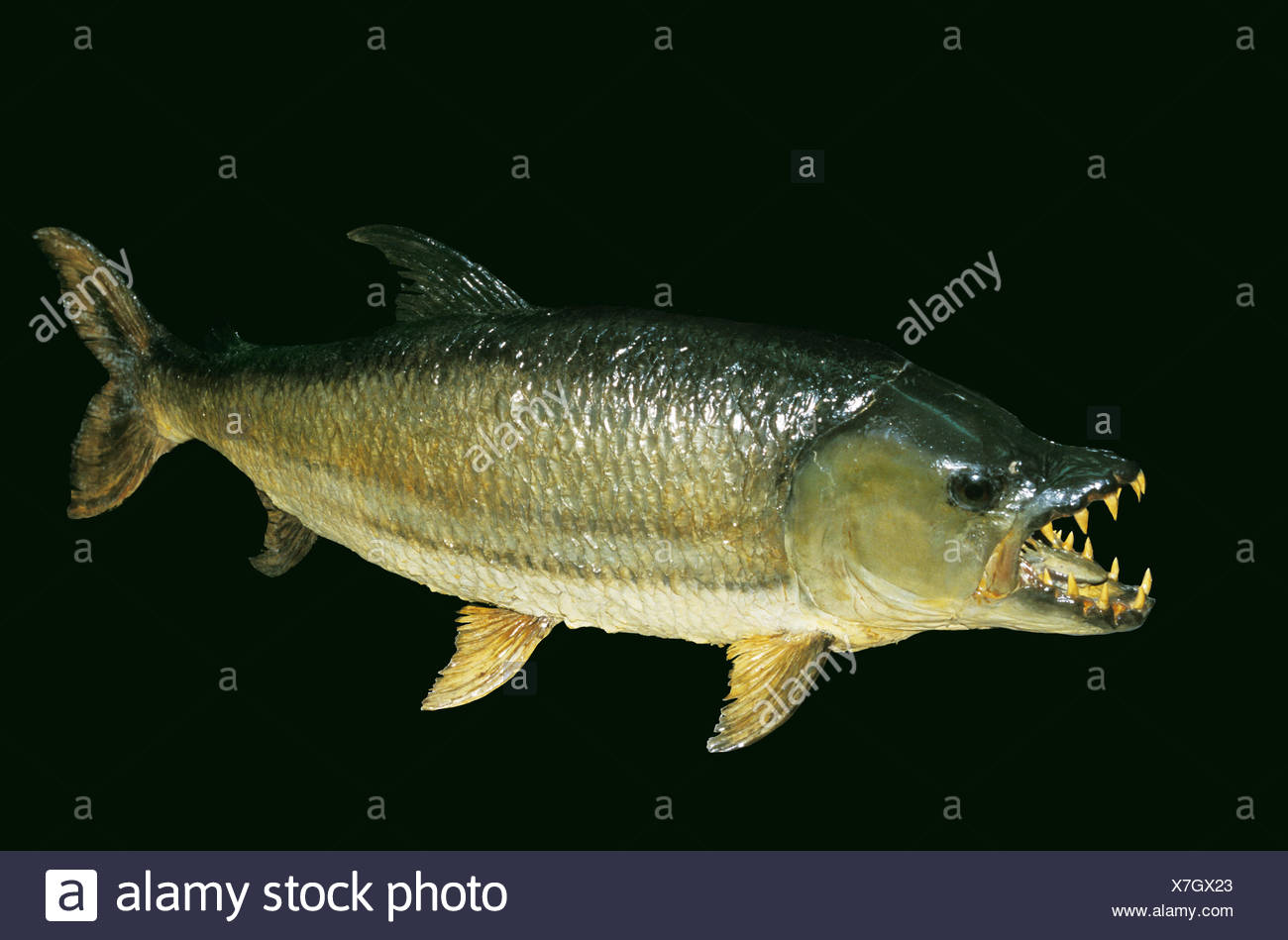 Tigerfishes High Resolution Stock Photography and Images - Alamy
