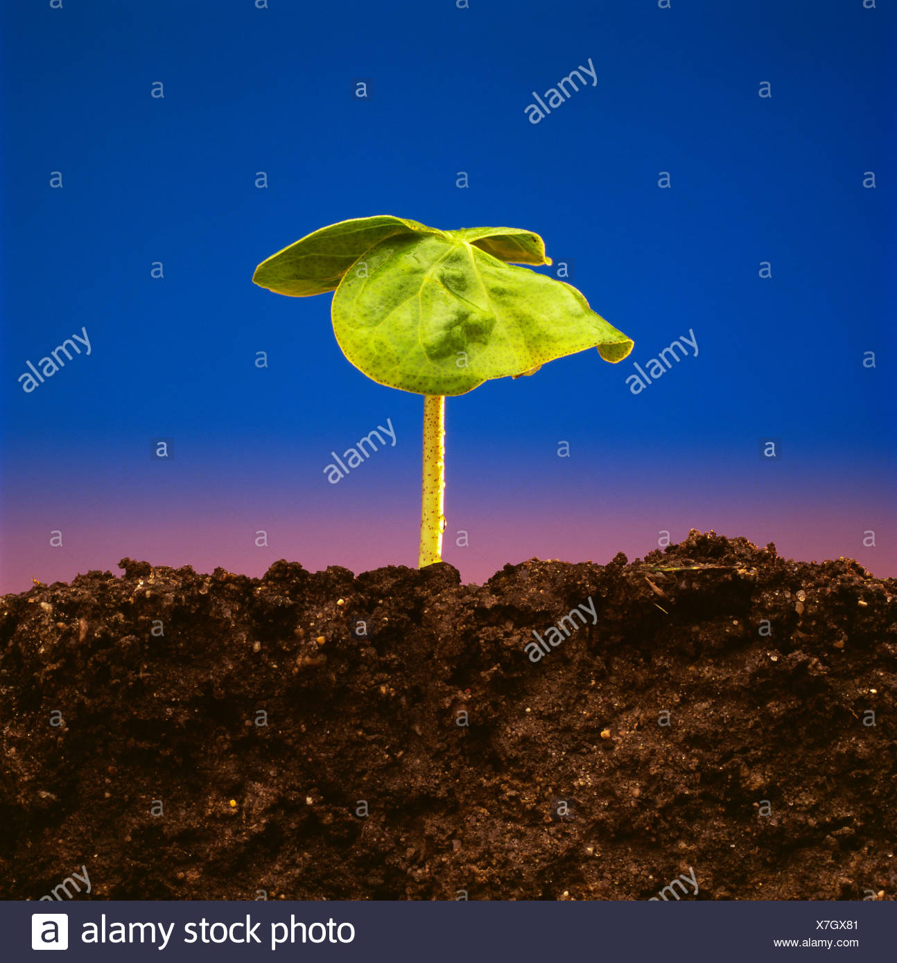 Emergence Of Seedlings Stock Photos & Emergence Of Seedlings Stock ...