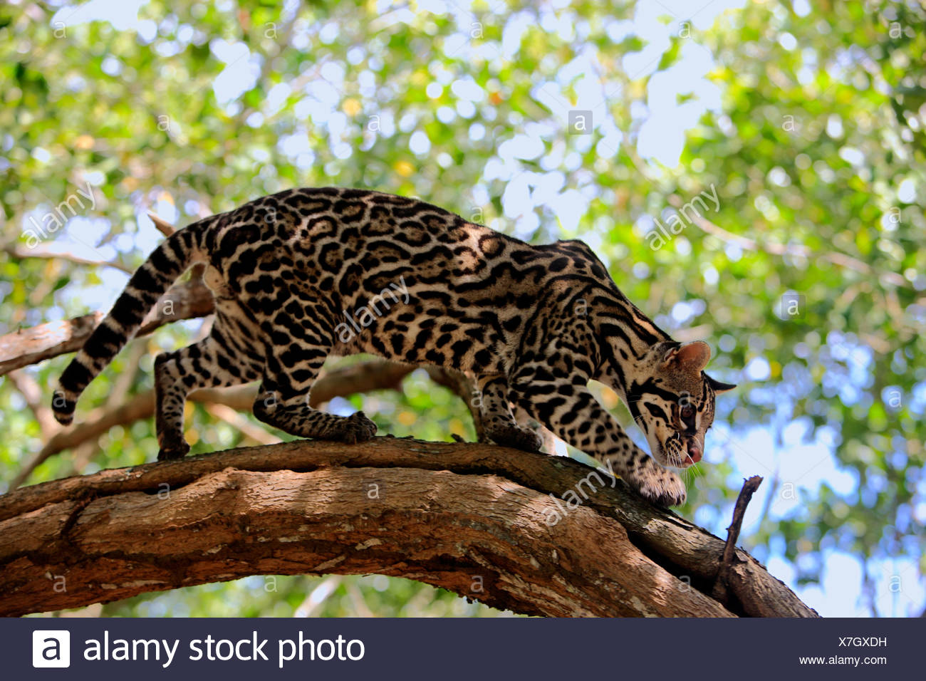 Ocelot Leopardus Pardalis Felis Pardalis High Resolution Stock ...