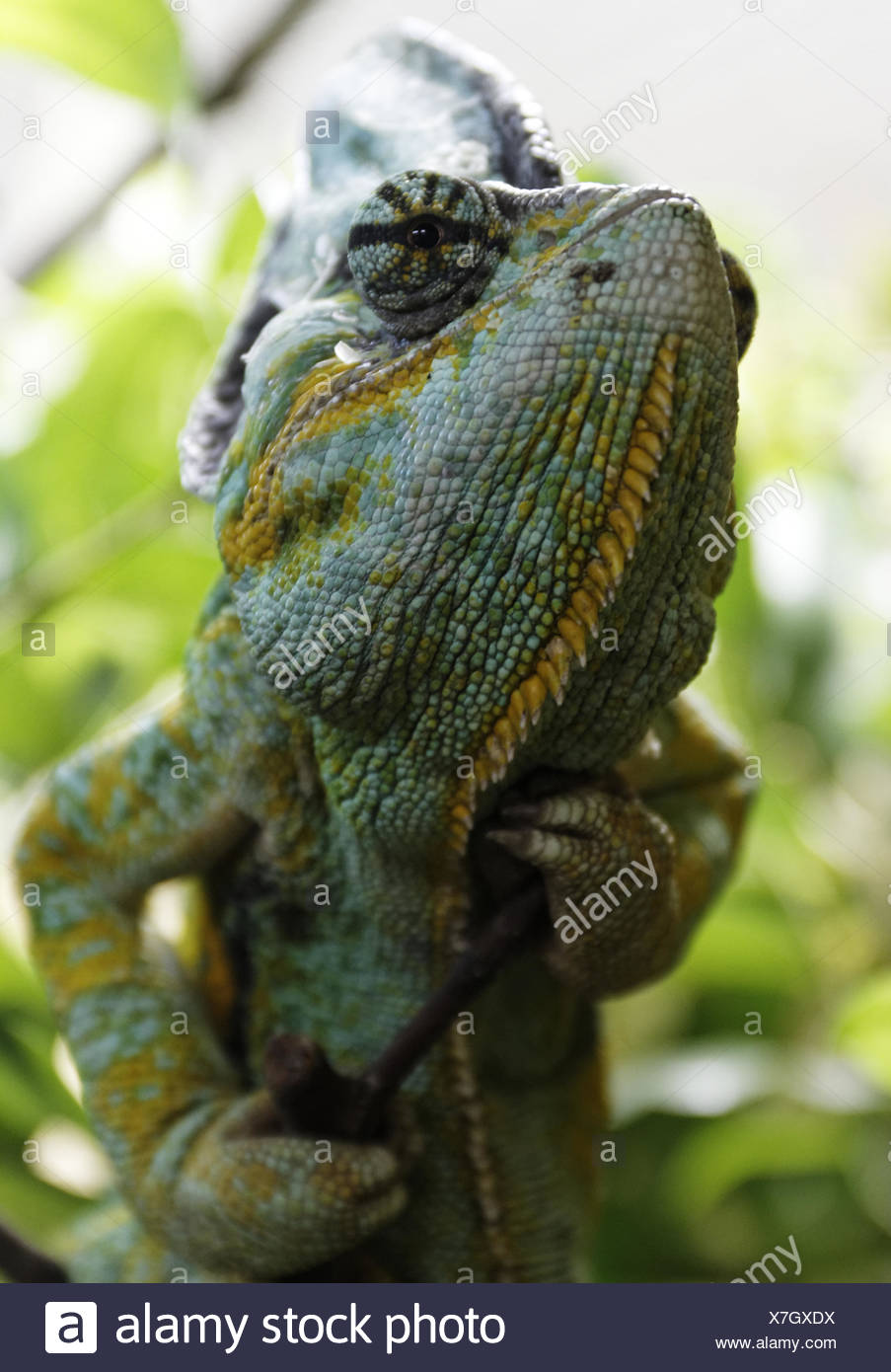 Chamaeleonidae Stock Photos & Chamaeleonidae Stock Images - Alamy
