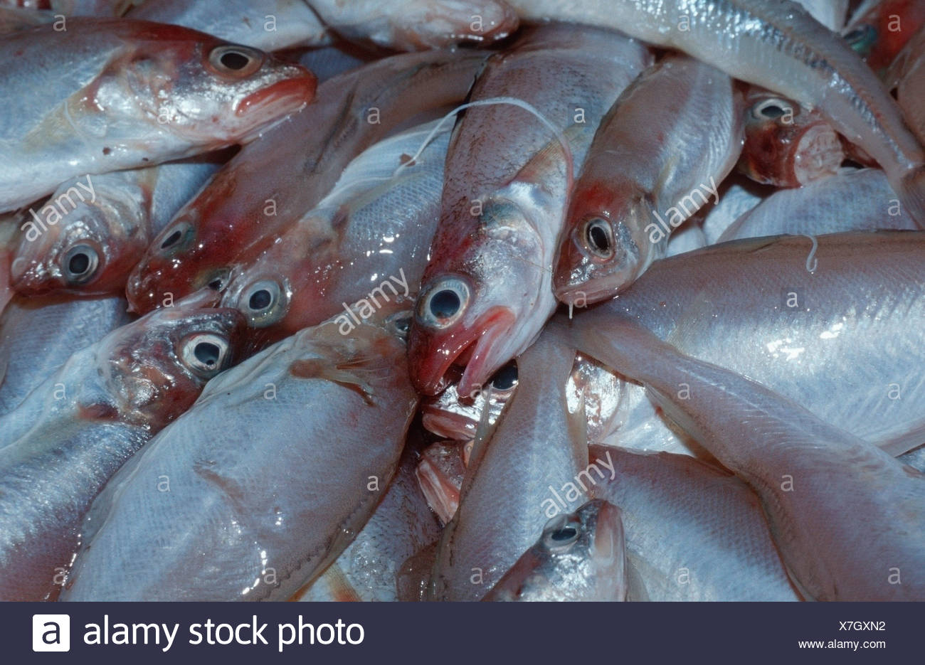 Codling Gadus Morhua Stock Photos & Codling Gadus Morhua Stock Images ...