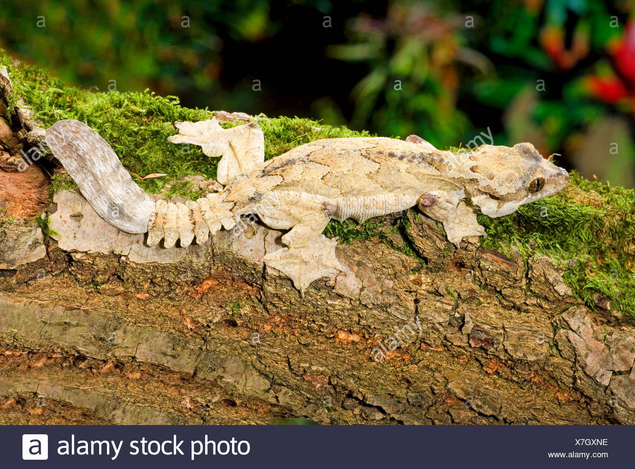 Flying Gecko Stock Photos & Flying Gecko Stock Images - Alamy