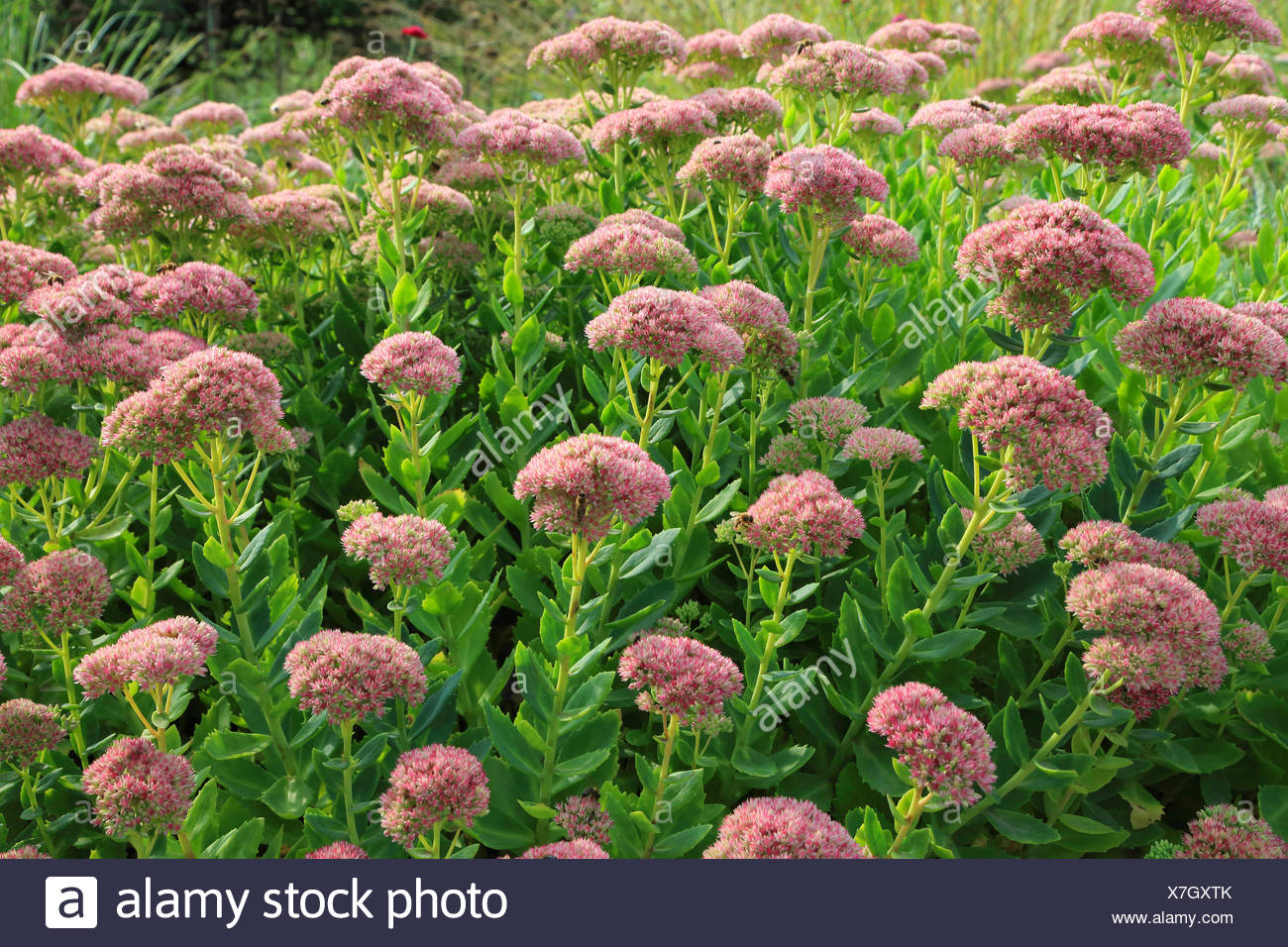 Live Forever Plant High Resolution Stock Photography and Images - Alamy