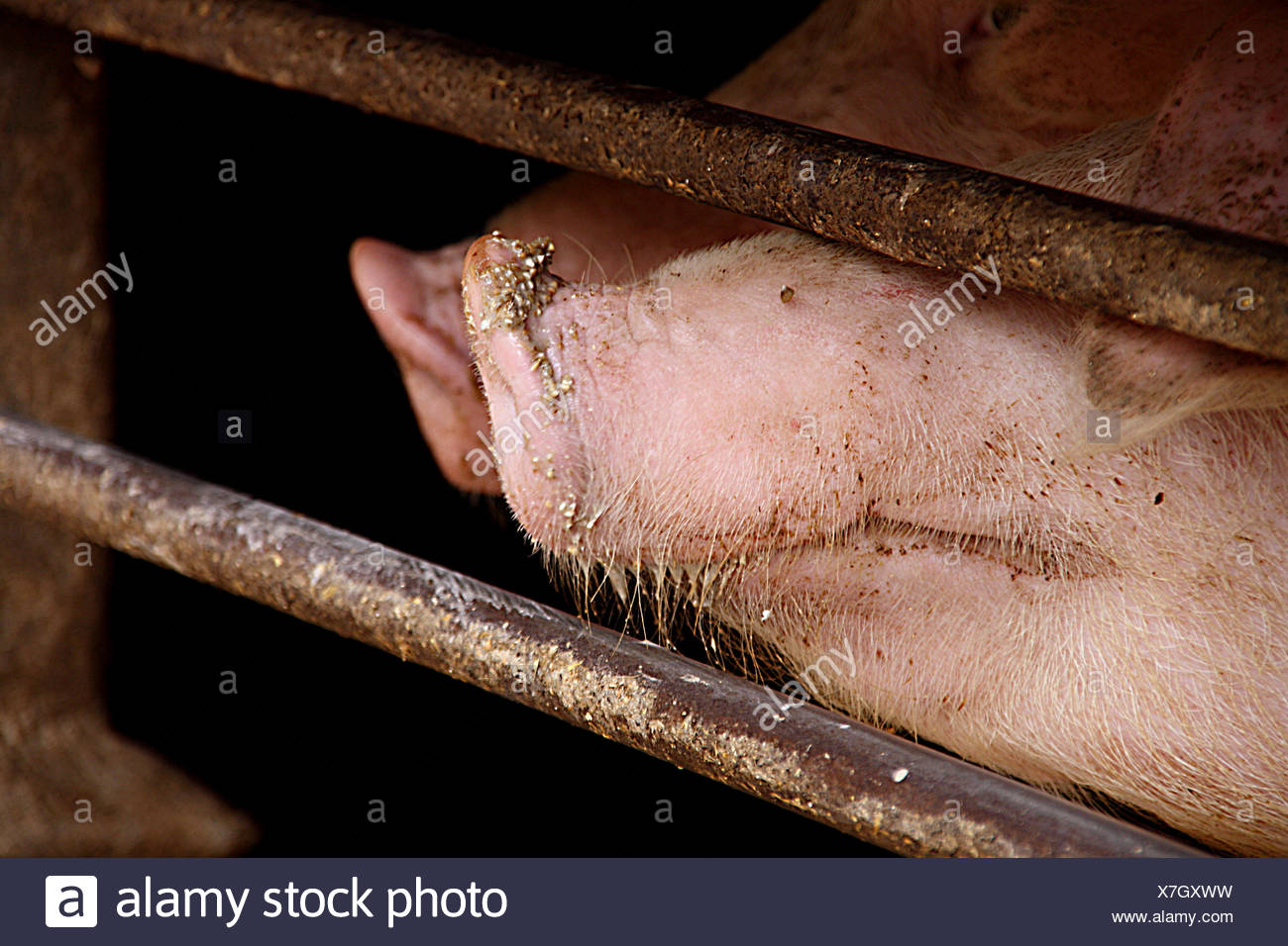 Prison Food High Resolution Stock Photography and Images - Alamy