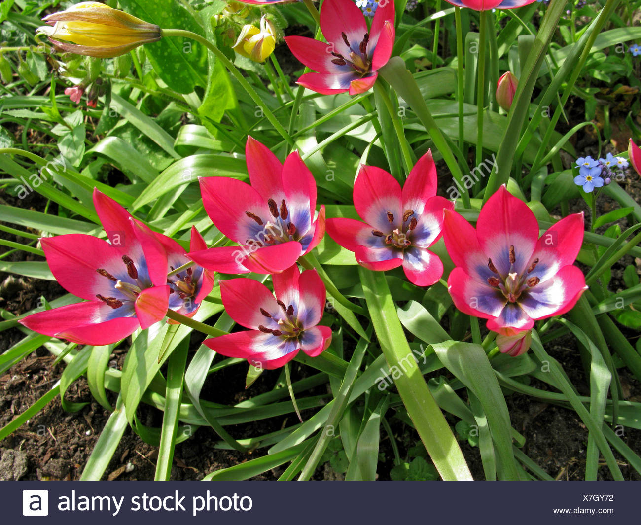 Tulipa Humilis (tulipa Humilis) High Resolution Stock Photography and ...