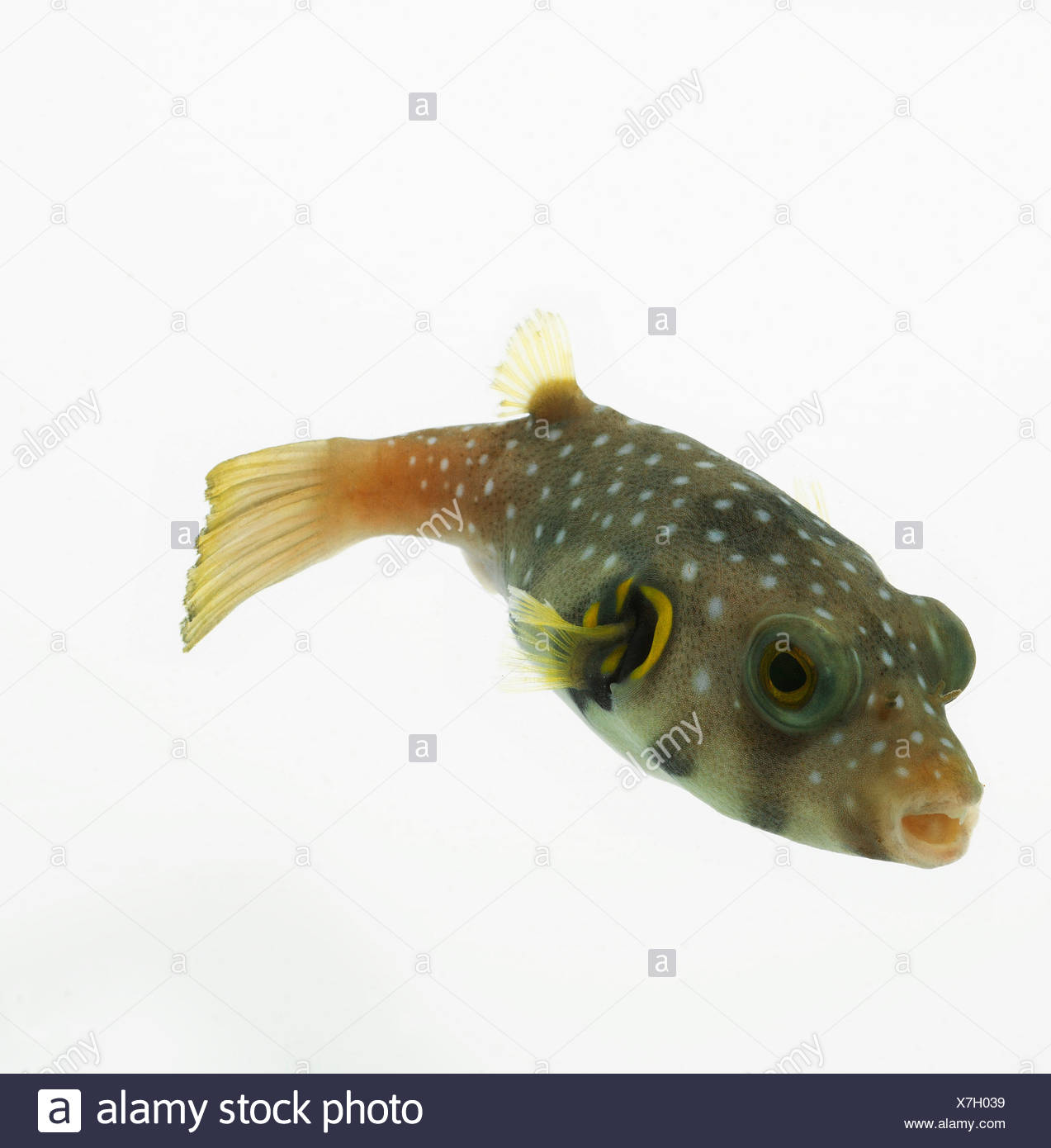 Puffer Fish High Resolution Stock Photography and Images - Alamy