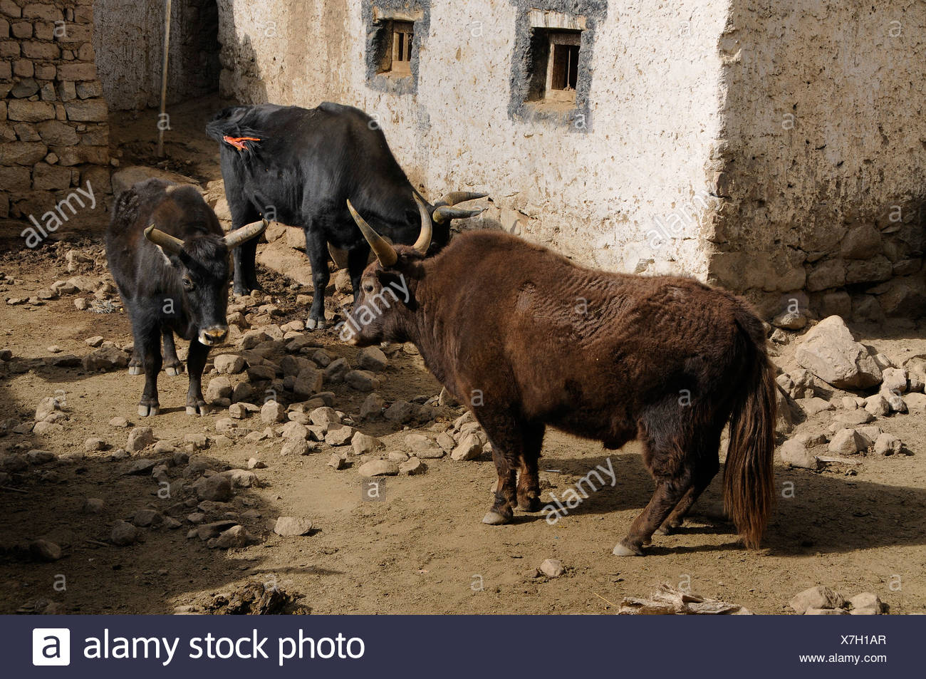 Dzo High Resolution Stock Photography and Images - Alamy