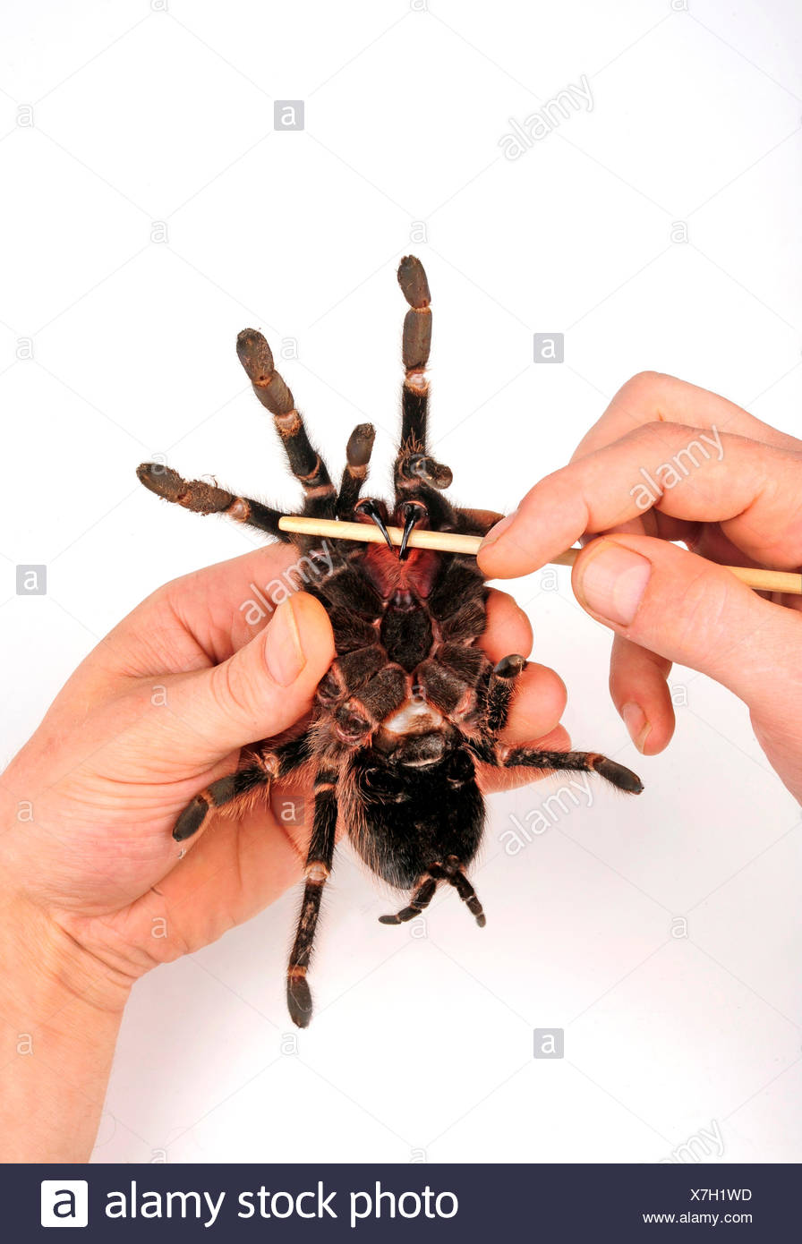 Creeping Hand High Resolution Stock Photography and Images - Alamy