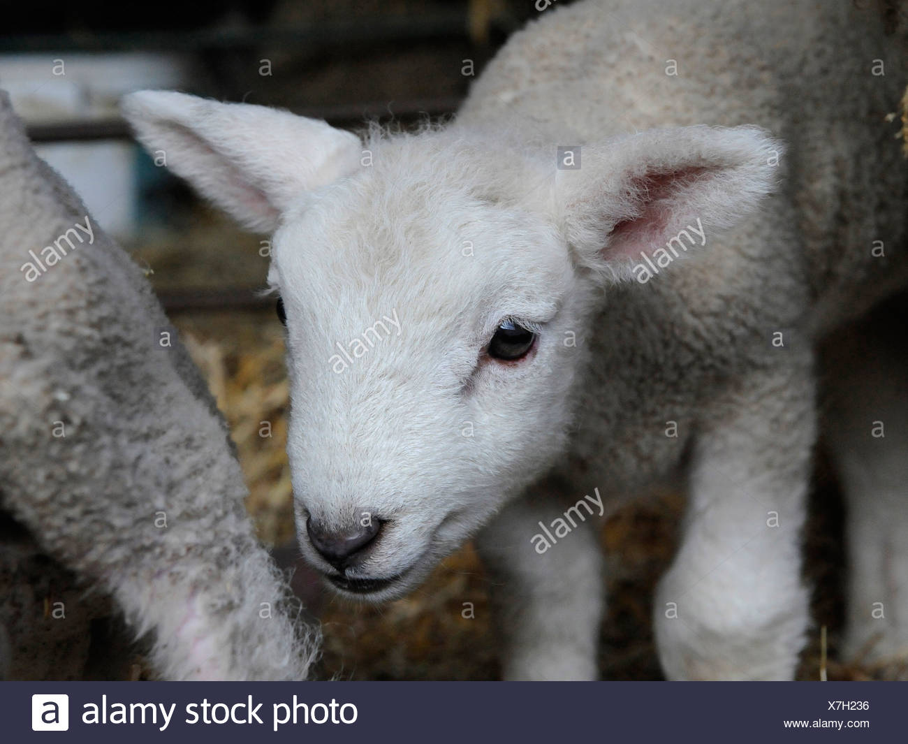 New Born Lamb Stock Photos & New Born Lamb Stock Images - Alamy