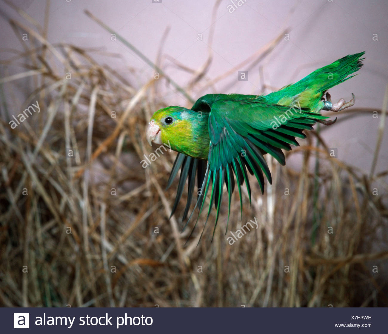 Parrotlet Stock Photos & Parrotlet Stock Images - Alamy