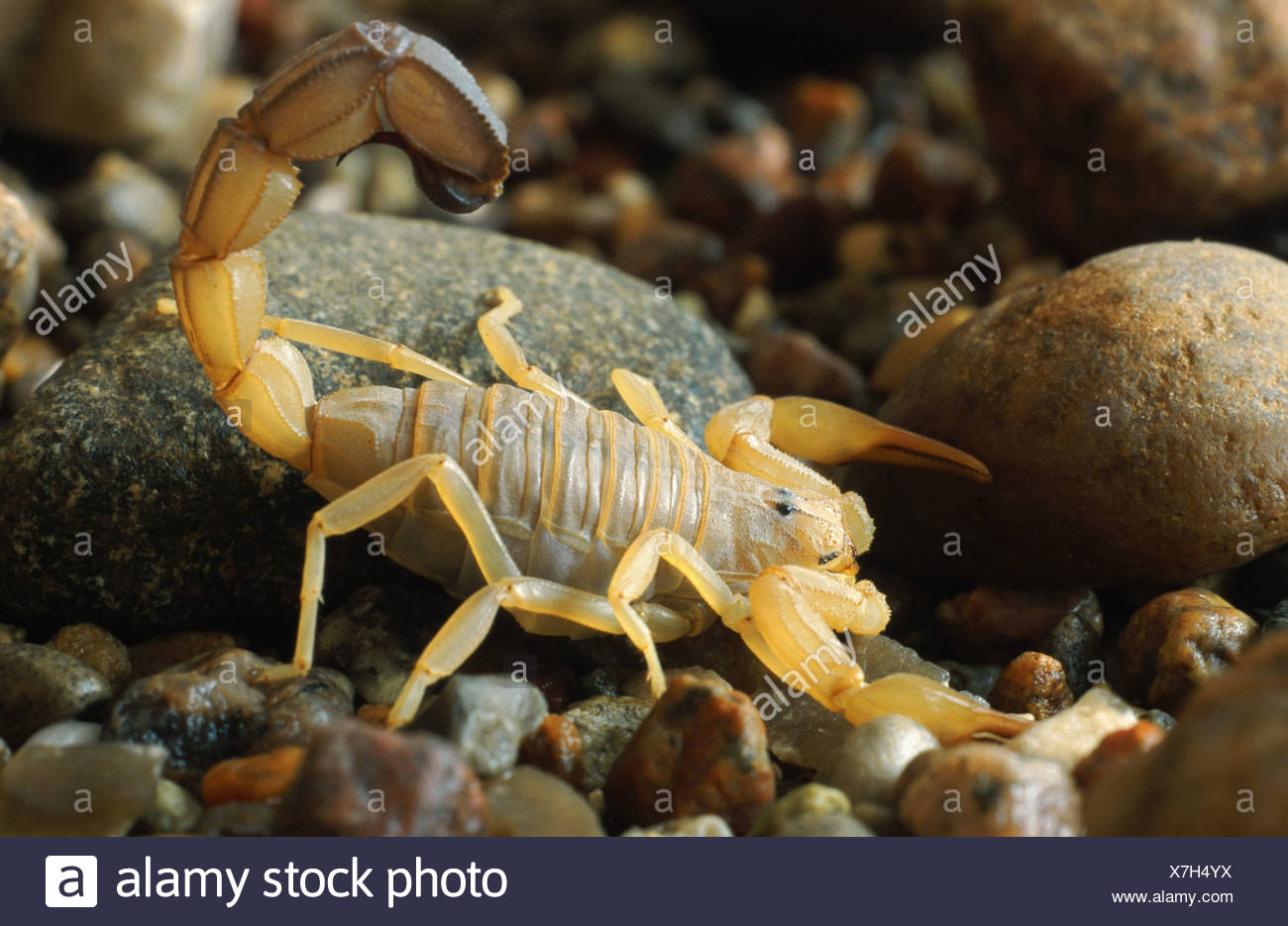 Androctonus Australis High Resolution Stock Photography and Images - Alamy