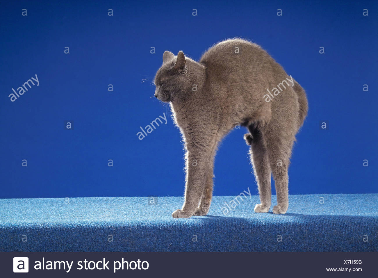 Humping Stock Photos & Humping Stock Images - Alamy
