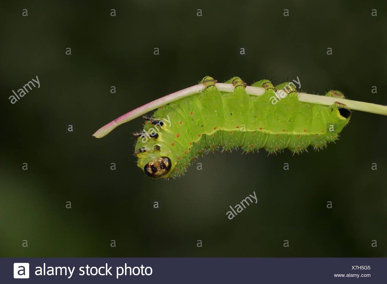Luna Moth Caterpillar High Resolution Stock Photography and Images - Alamy