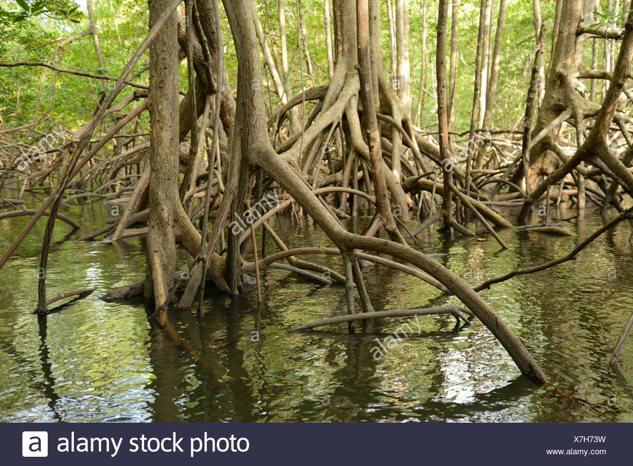 Mangrove Forest High Resolution Stock Photography and Images - Alamy