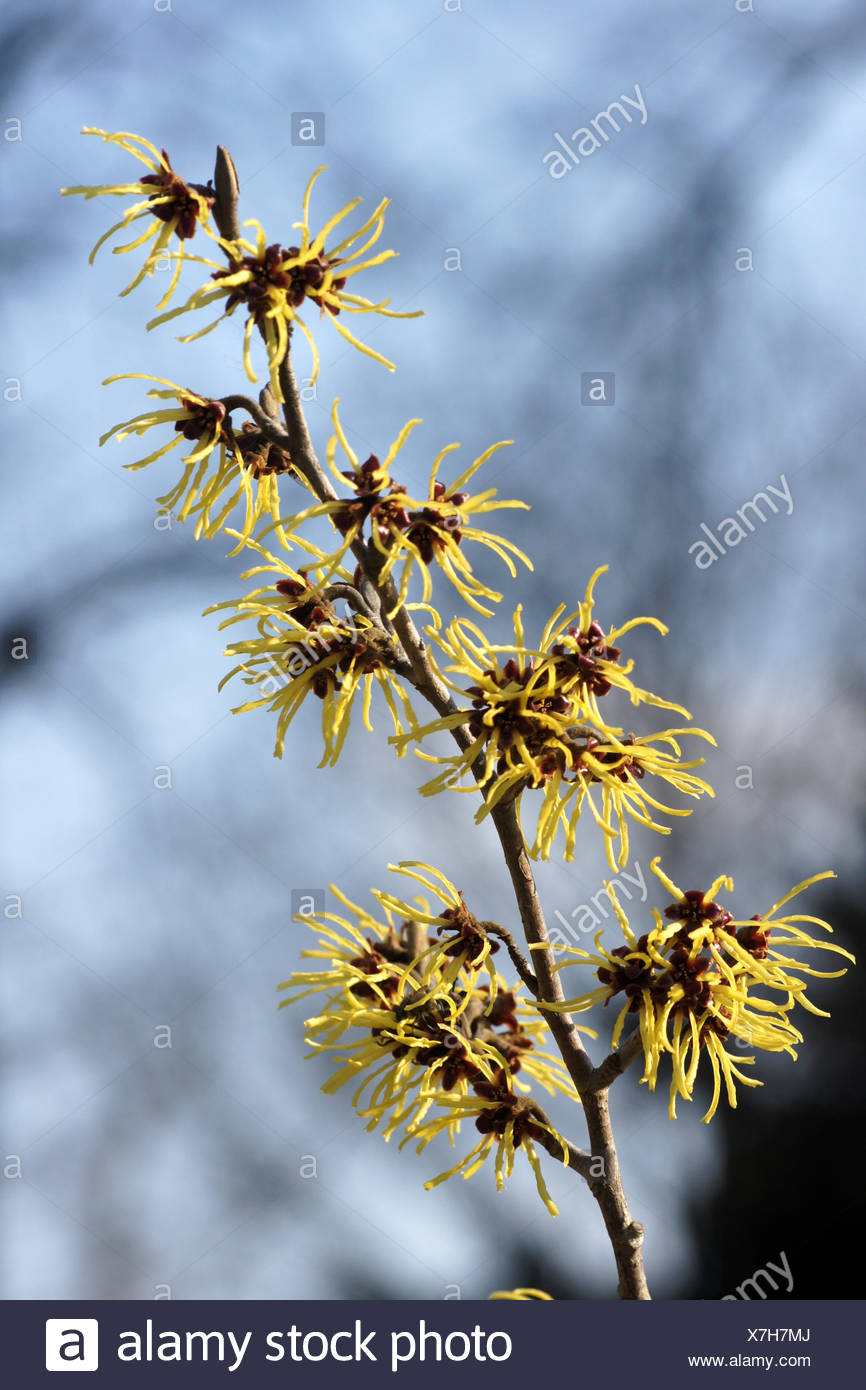Witch Hazels High Resolution Stock Photography and Images - Alamy