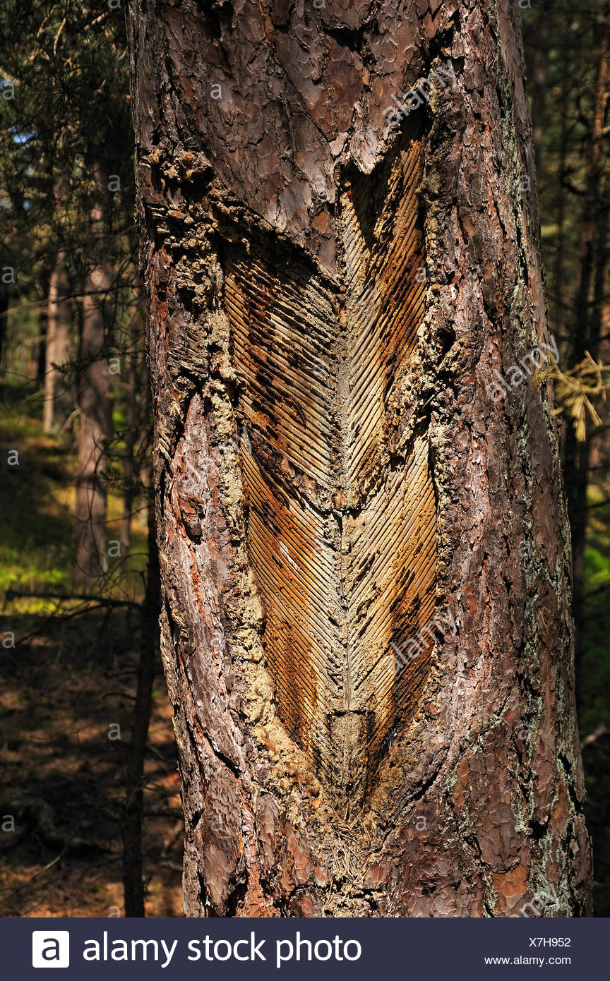 Resin Tree Trunk Close Up Stock Photos & Resin Tree Trunk Close Up ...