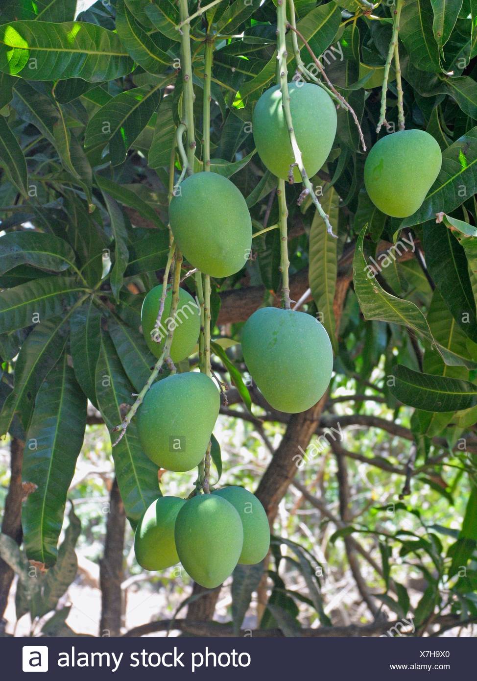 Mangifera Indica L High Resolution Stock Photography and Images - Alamy