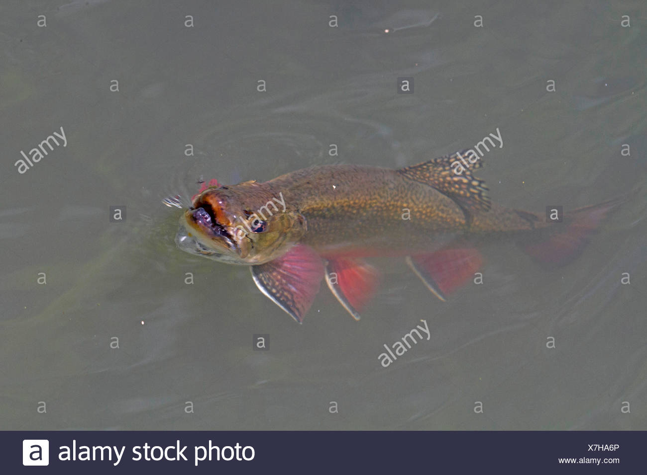 Fish Catching Insect High Resolution Stock Photography and Images - Alamy