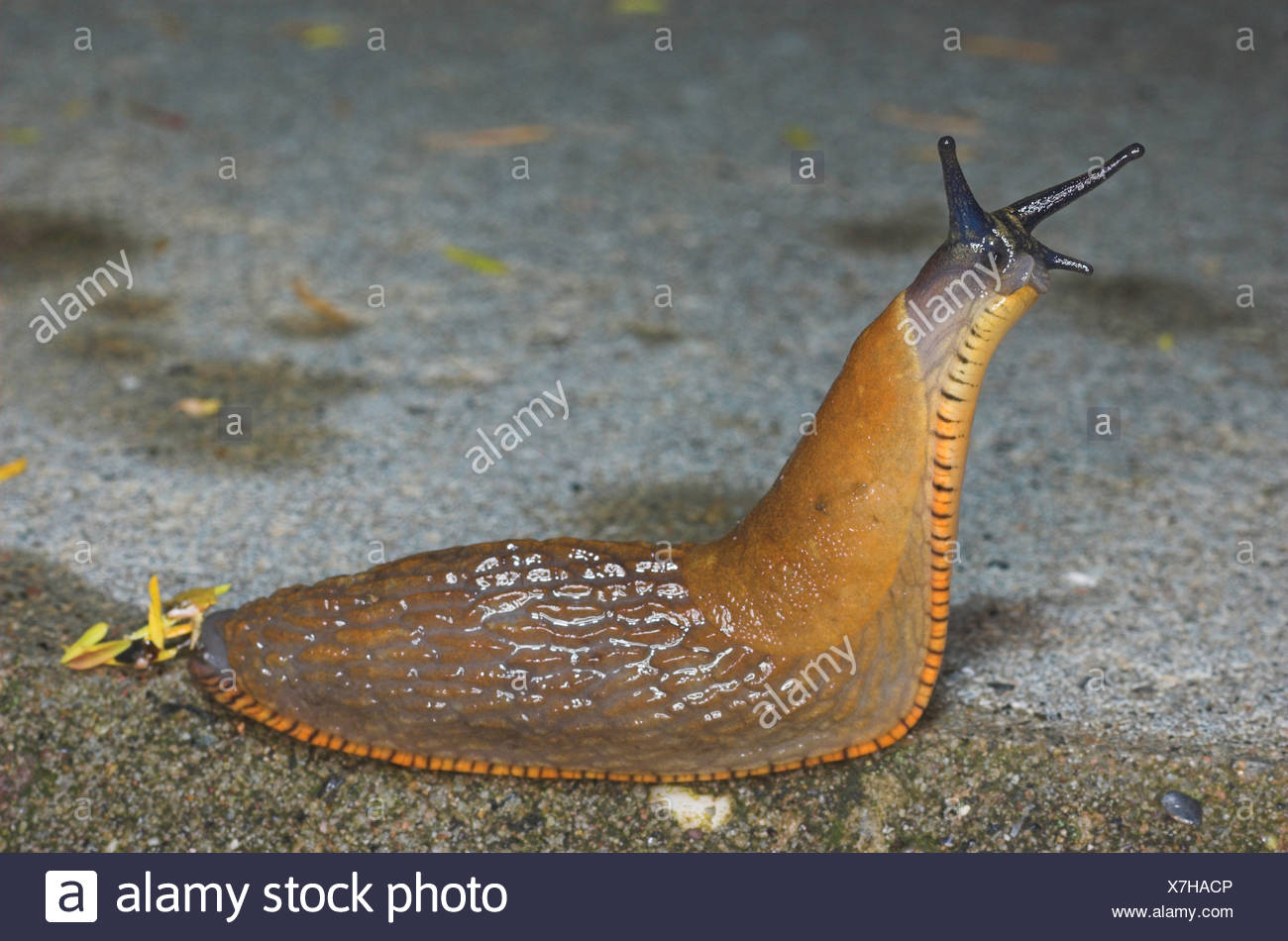 Gastropoden High Resolution Stock Photography and Images - Alamy