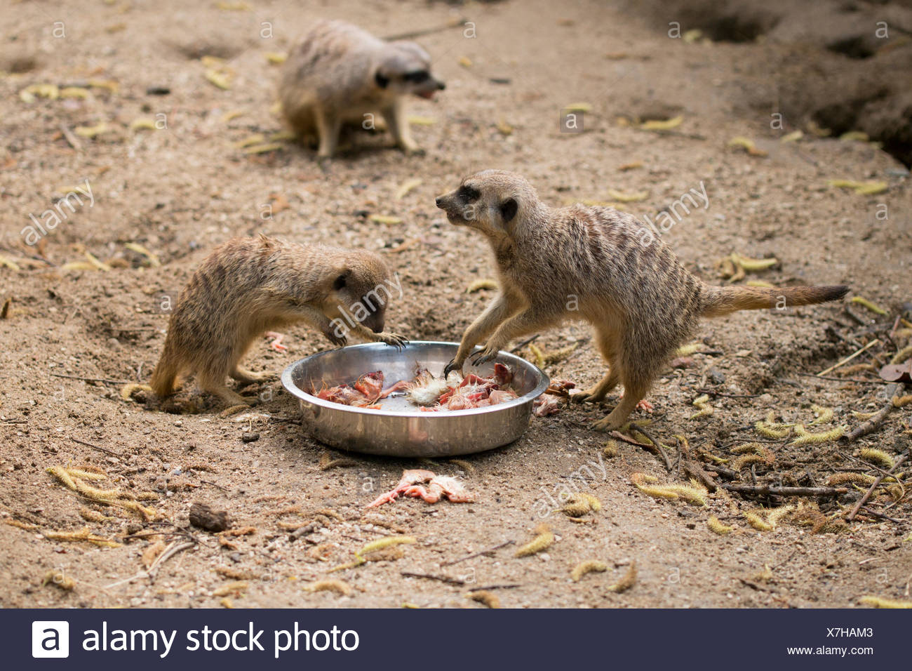 Meerkats Eating Stock Photos & Meerkats Eating Stock Images - Alamy