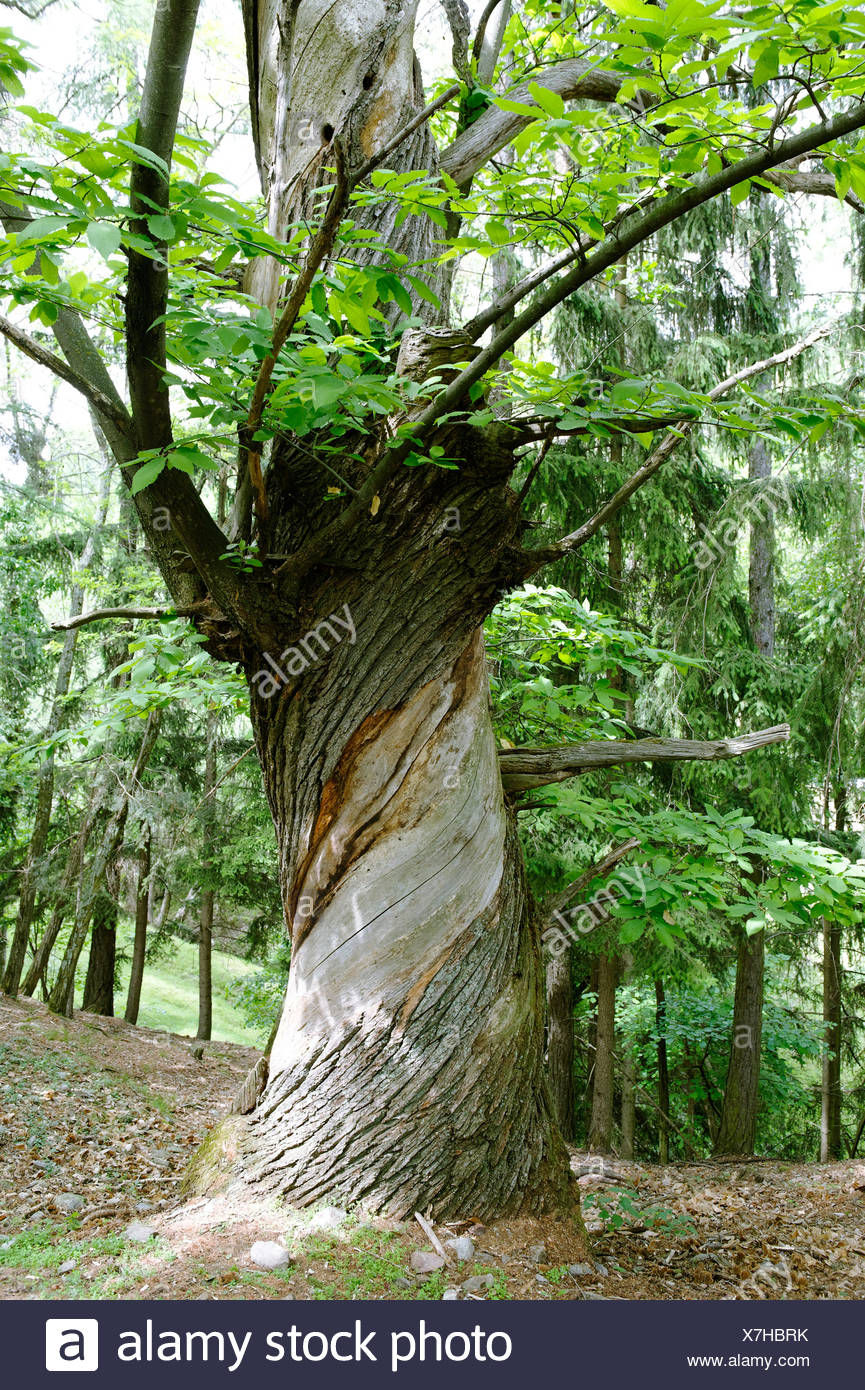 Twisted Tree Trunk High Resolution Stock Photography and Images - Alamy
