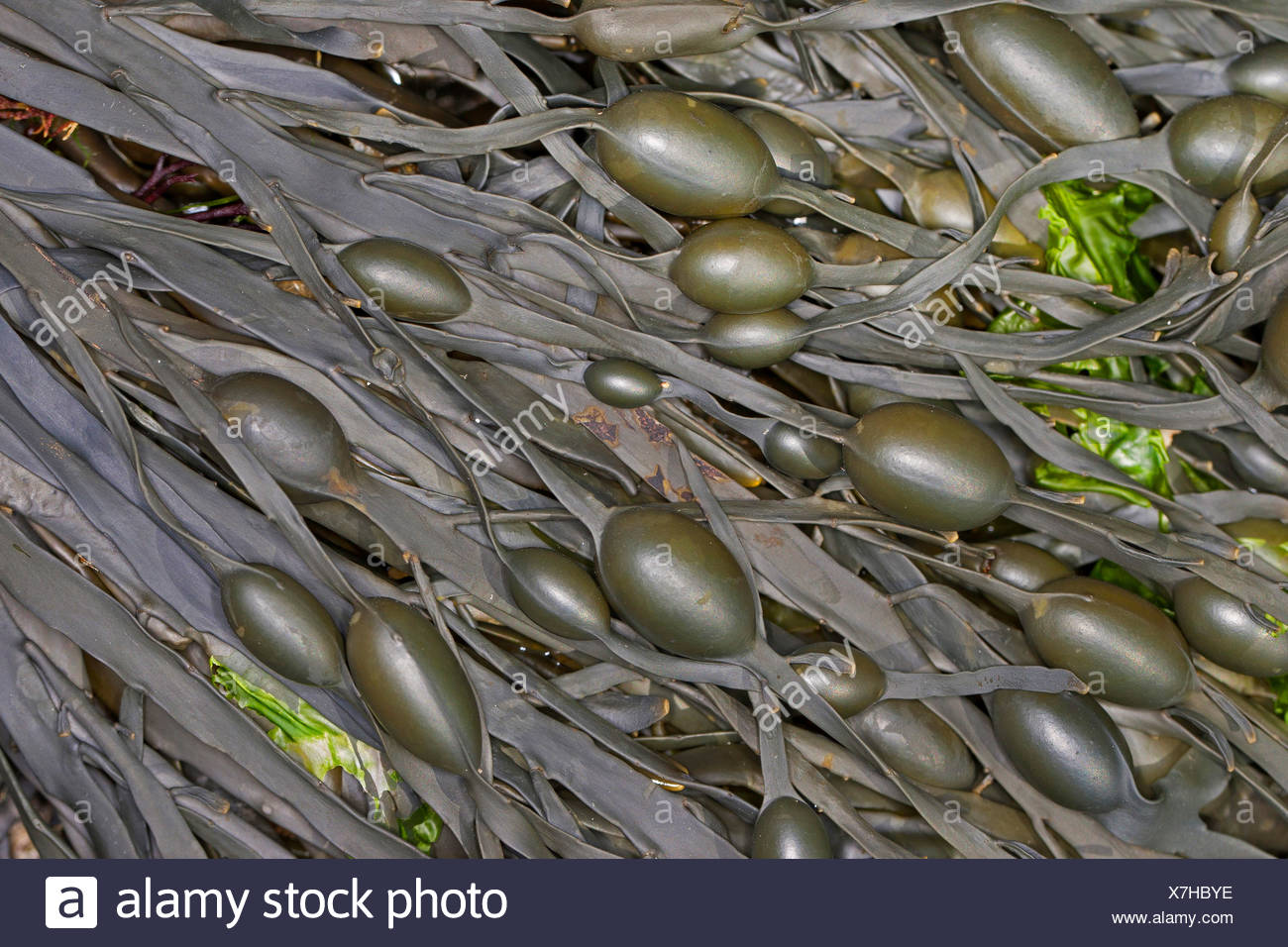 Knotted Wrack Algae High Resolution Stock Photography and Images - Alamy