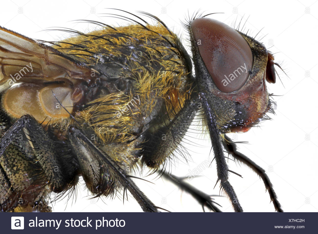 True Flies Brachycera Diptera High Resolution Stock Photography and ...