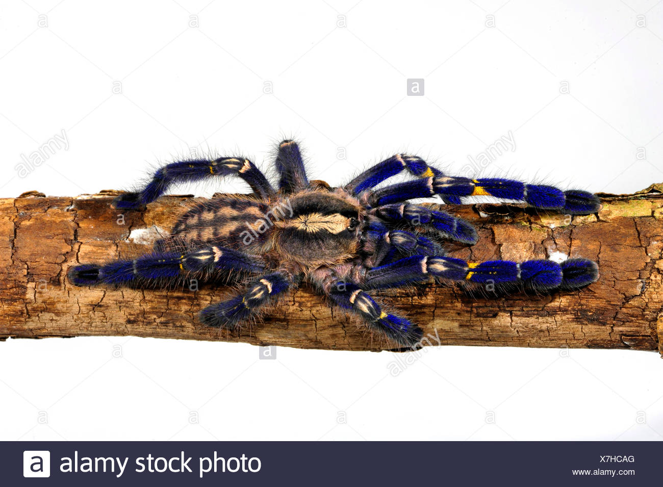 Gooty Sapphire High Resolution Stock Photography and Images - Alamy