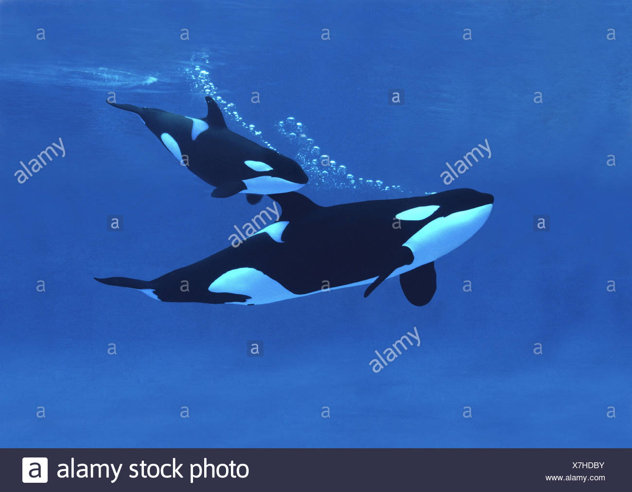 Female Killer Whale Underwater High Resolution Stock Photography and ...
