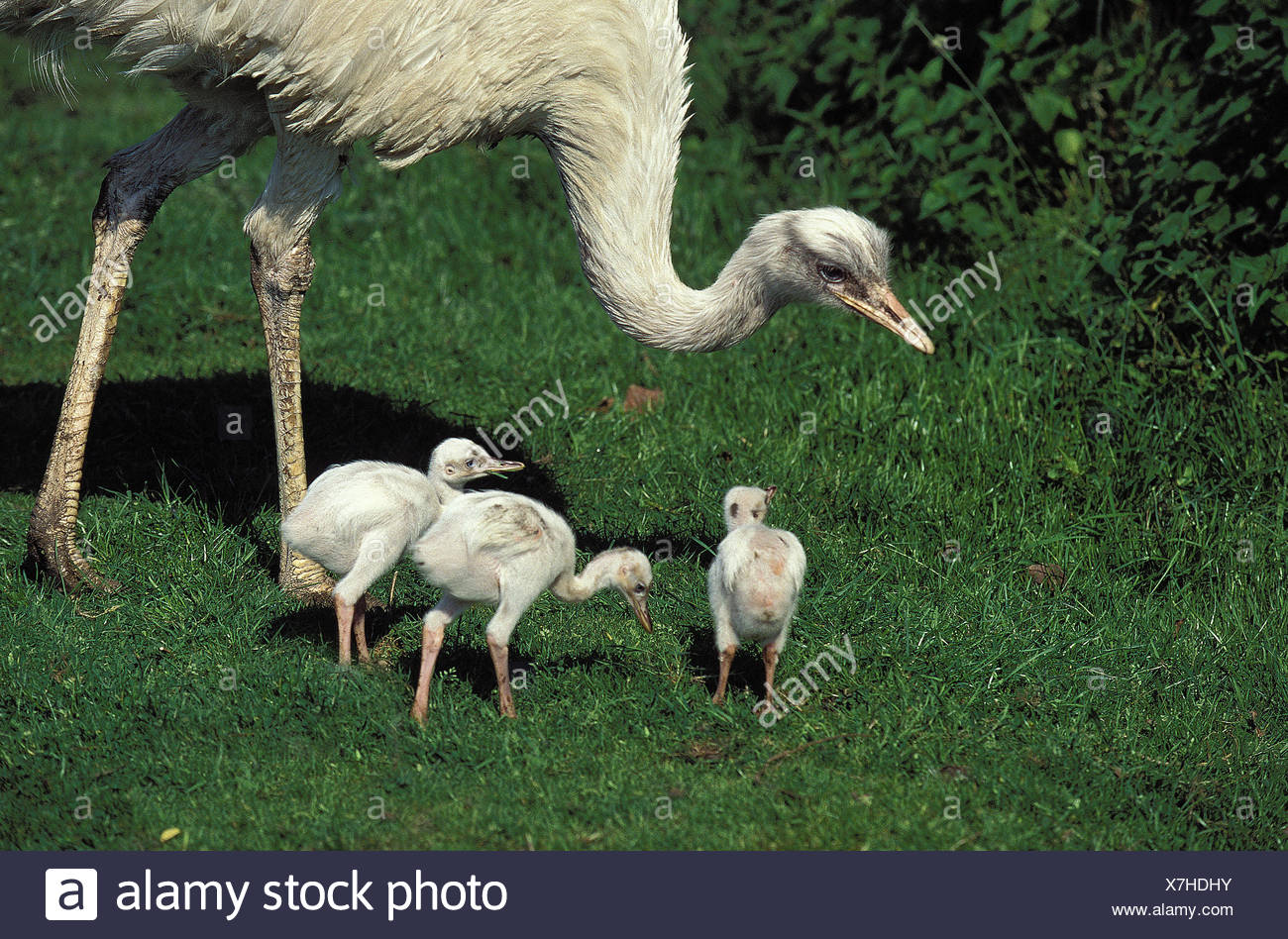 White Rhea Stock Photos & White Rhea Stock Images - Alamy