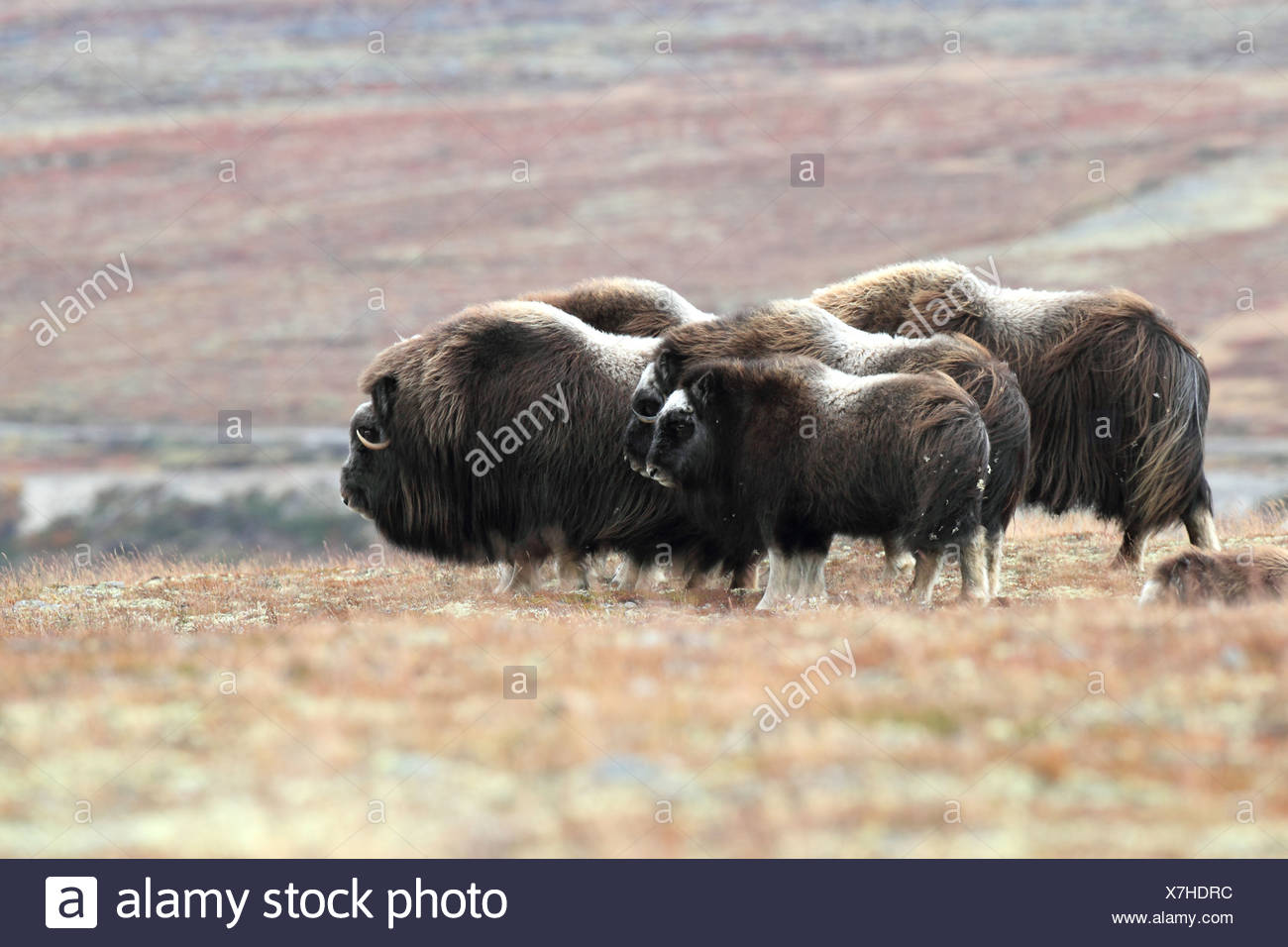 Ox Animal High Resolution Stock Photography and Images - Alamy