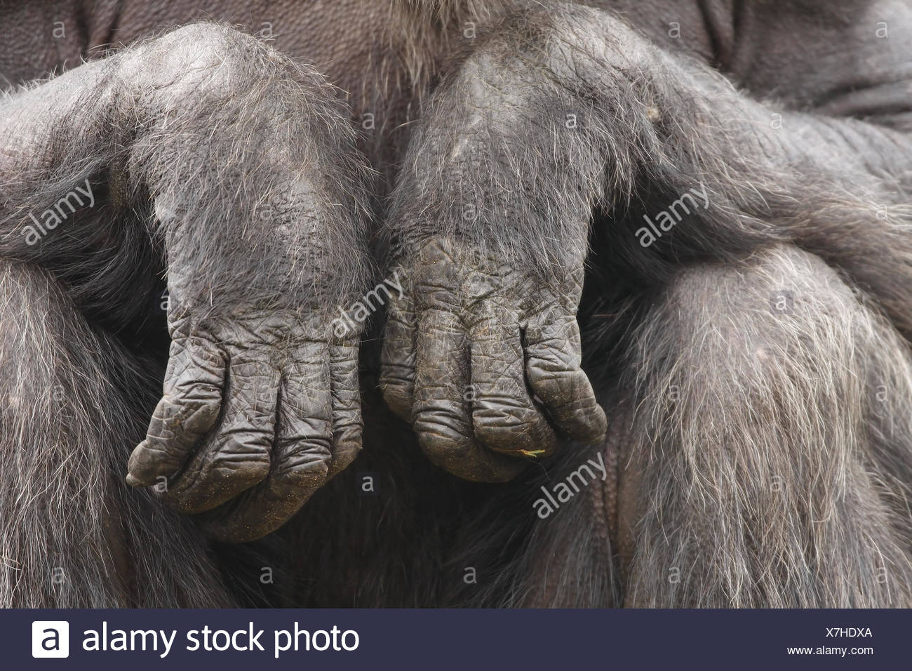 Chimpanzees Hands High Resolution Stock Photography and Images - Alamy