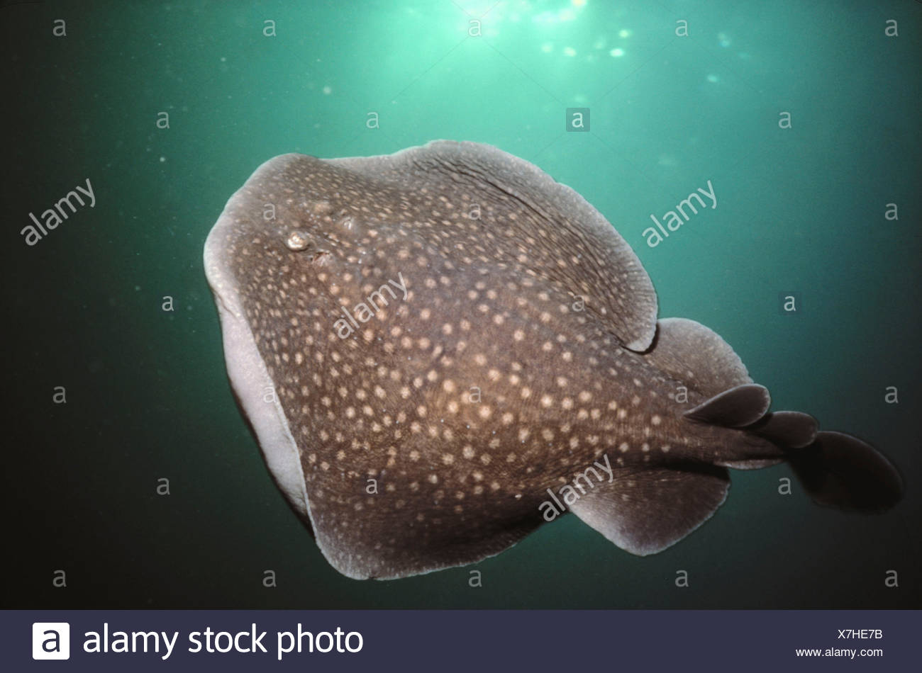 Electric Ray Torpedo Marmorata High Resolution Stock Photography and ...