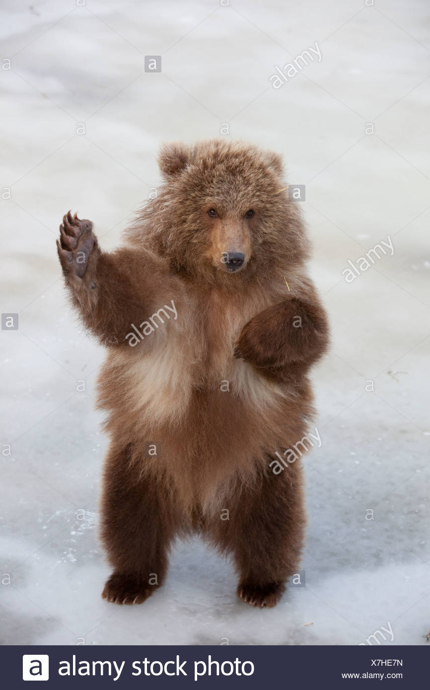 Grizzly Bear Waving High Resolution Stock Photography and Images - Alamy