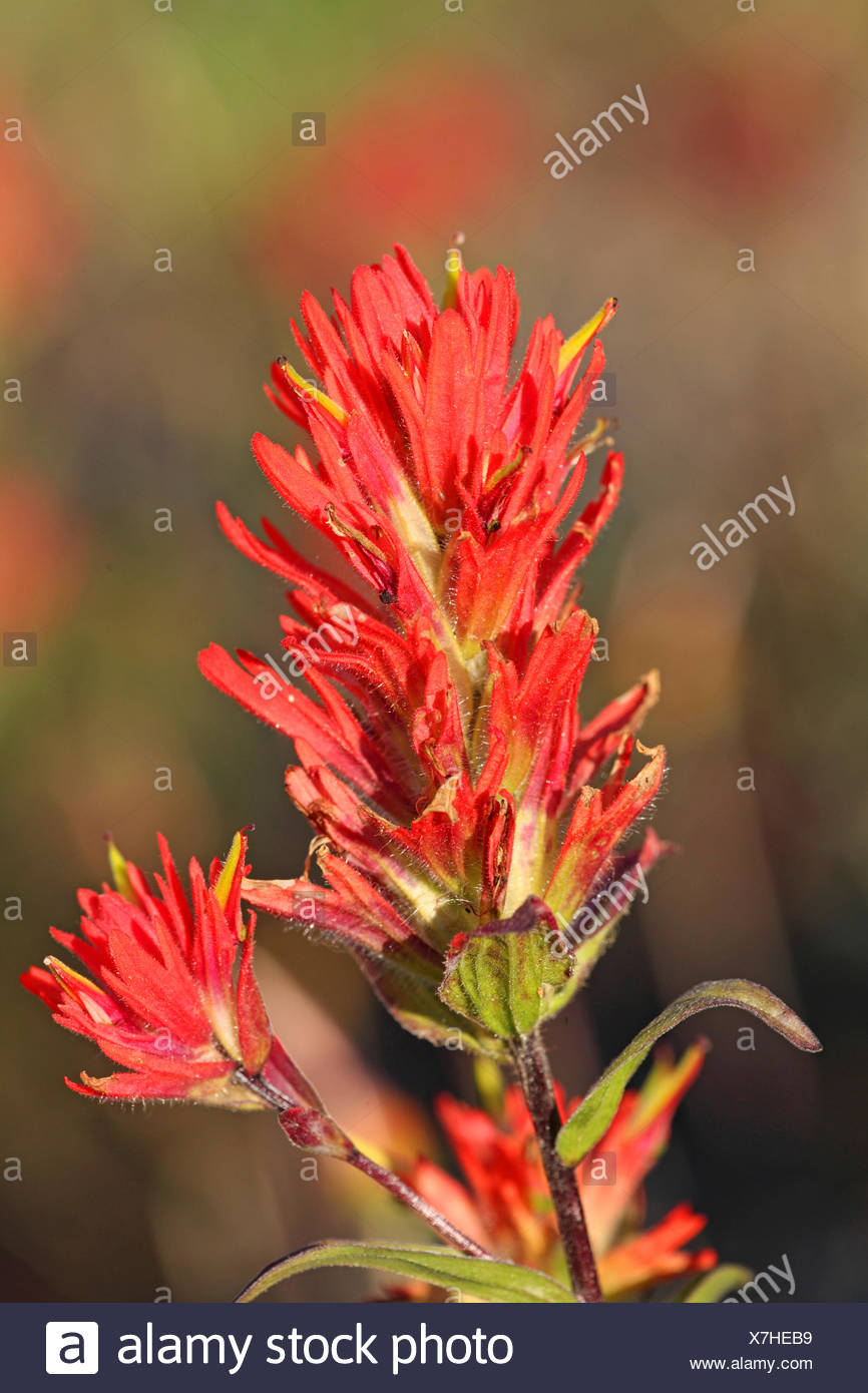 Paintbrush Stock Photos & Paintbrush Stock Images - Alamy