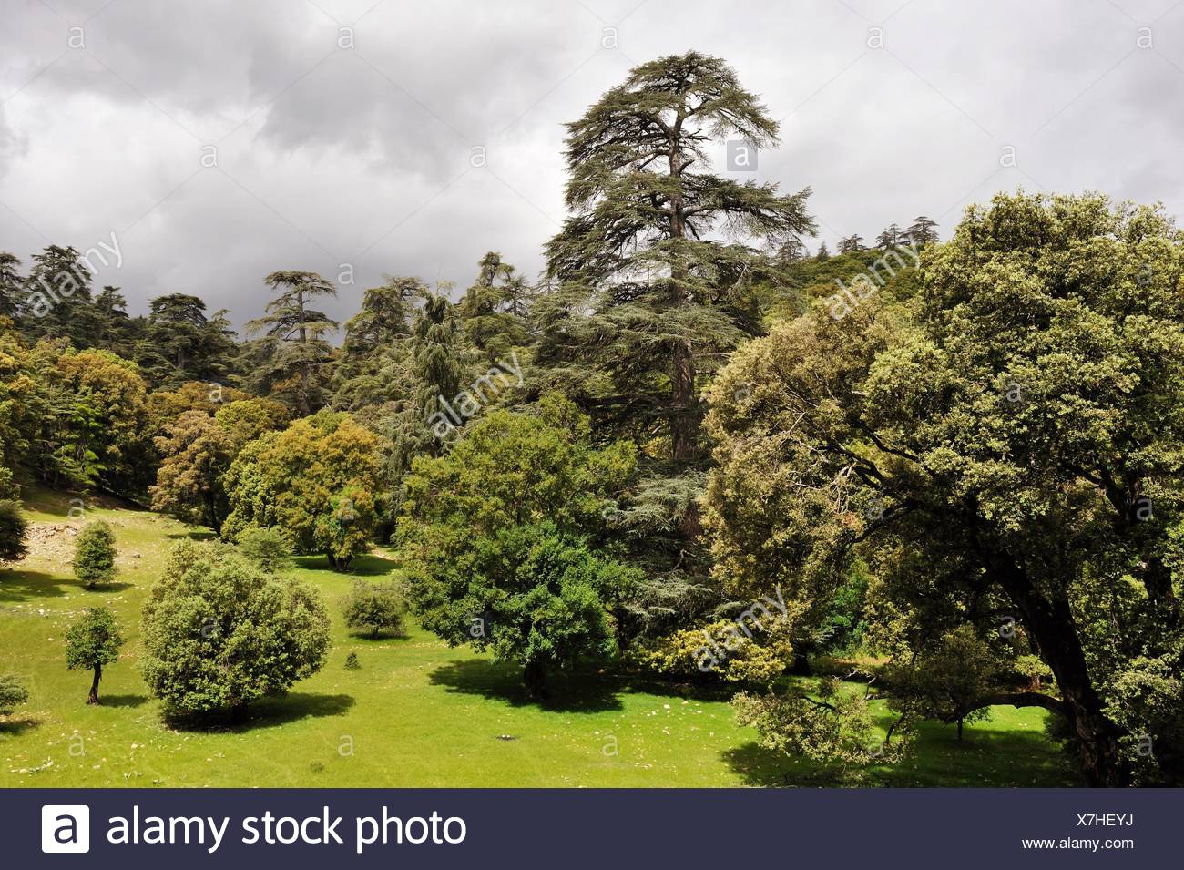 Azrou Cedar Forest, Morocco Stock Photos & Azrou Cedar Forest, Morocco ...