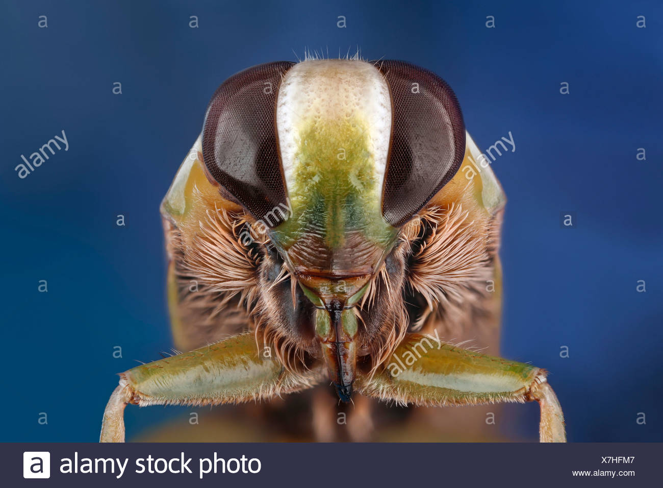 Bugs Head High Resolution Stock Photography and Images - Alamy