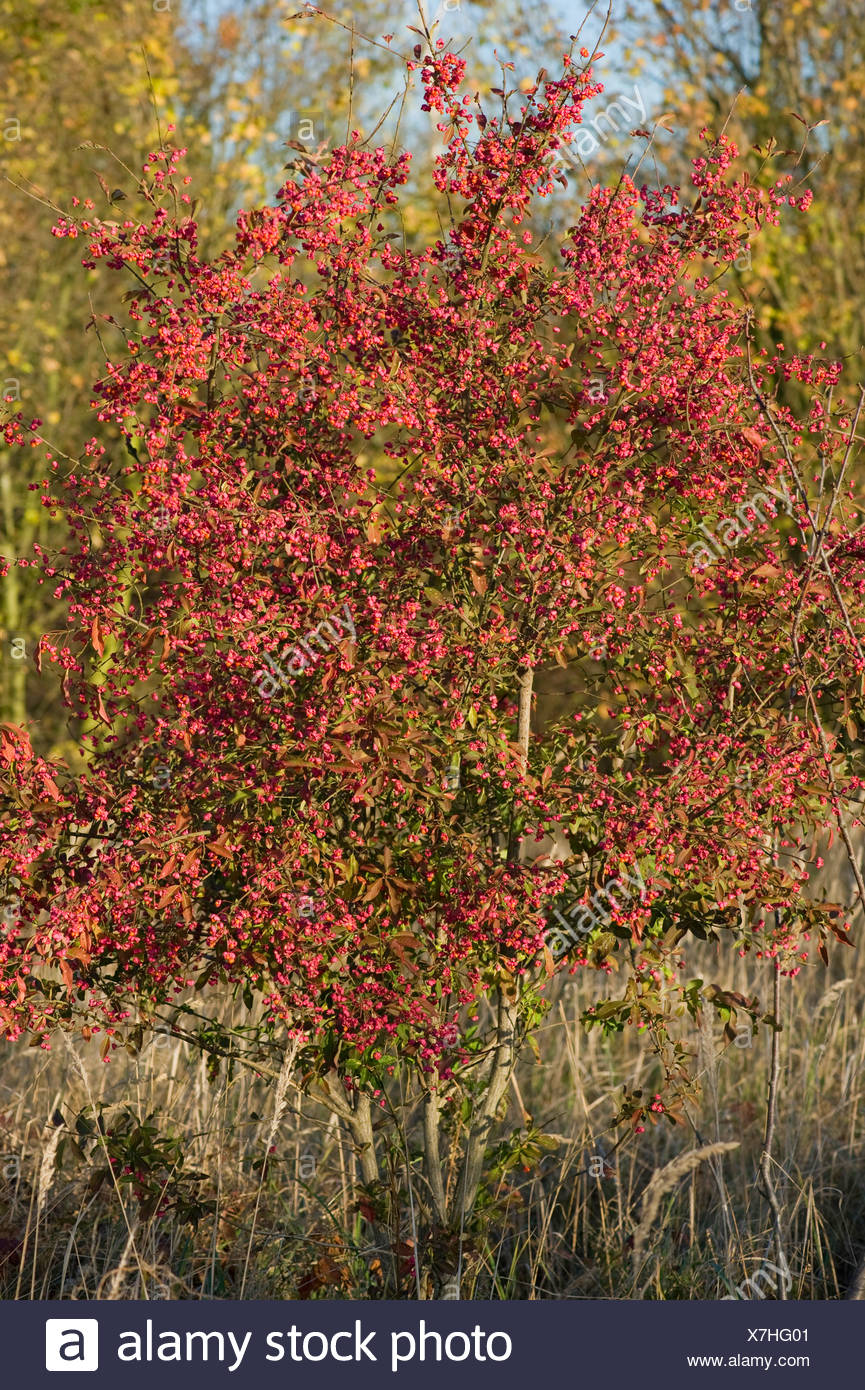 Euonymus Spindle Fruits High Resolution Stock Photography and Images ...