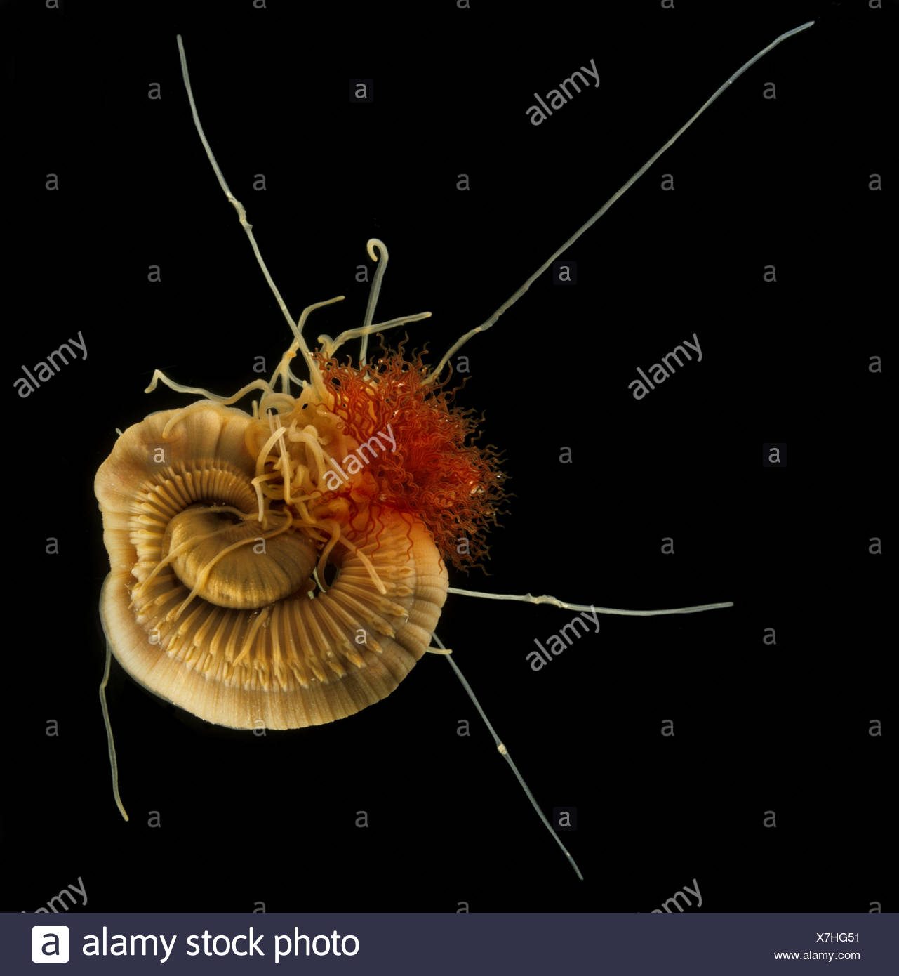 Gracilis High Resolution Stock Photography and Images - Alamy