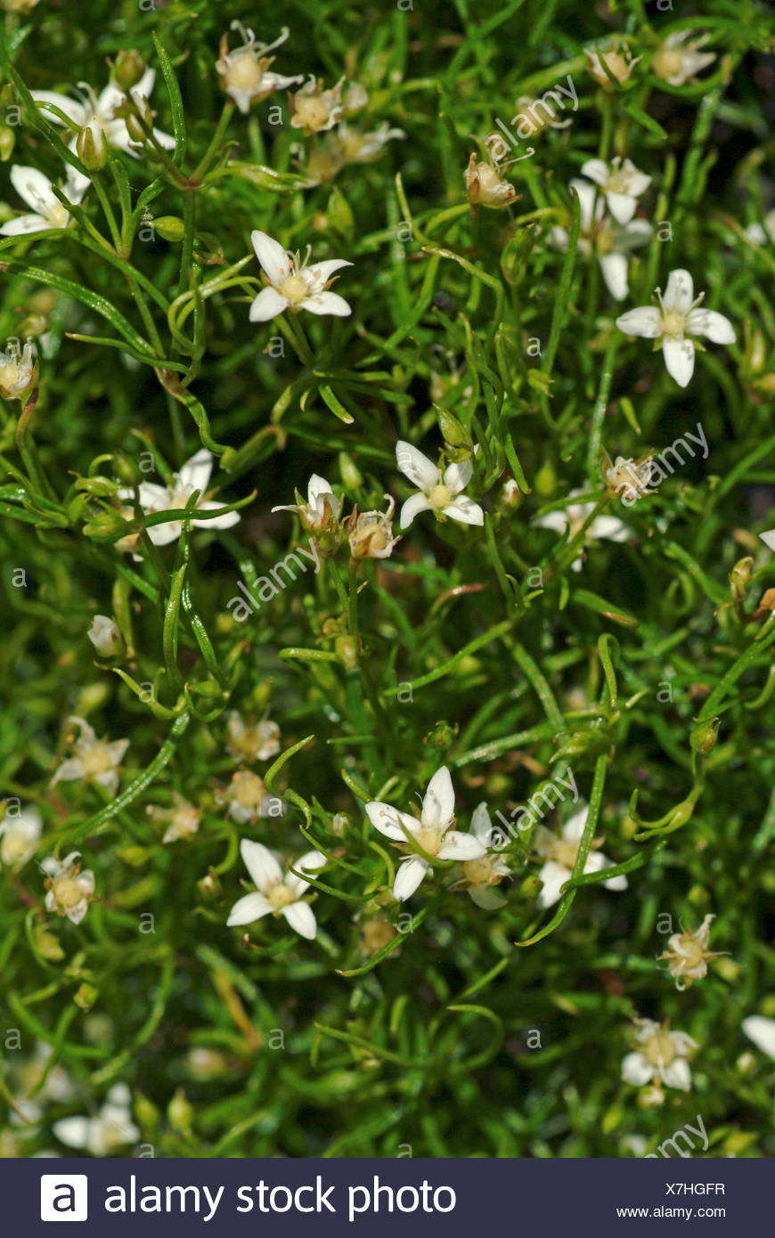 Moehringia Muscosa High Resolution Stock Photography and Images - Alamy