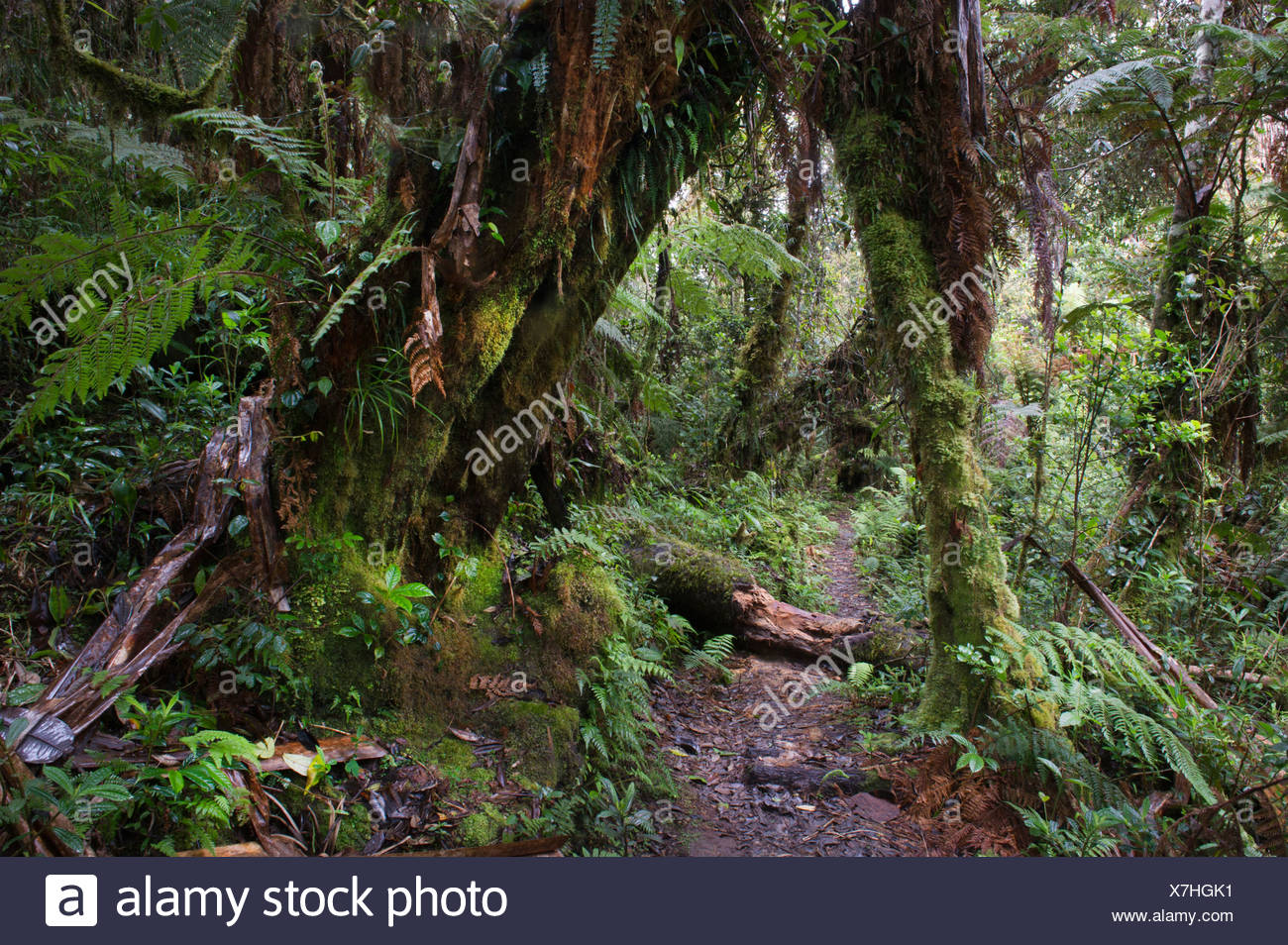 Highlands Papua New Guinea Forest High Resolution Stock Photography and ...