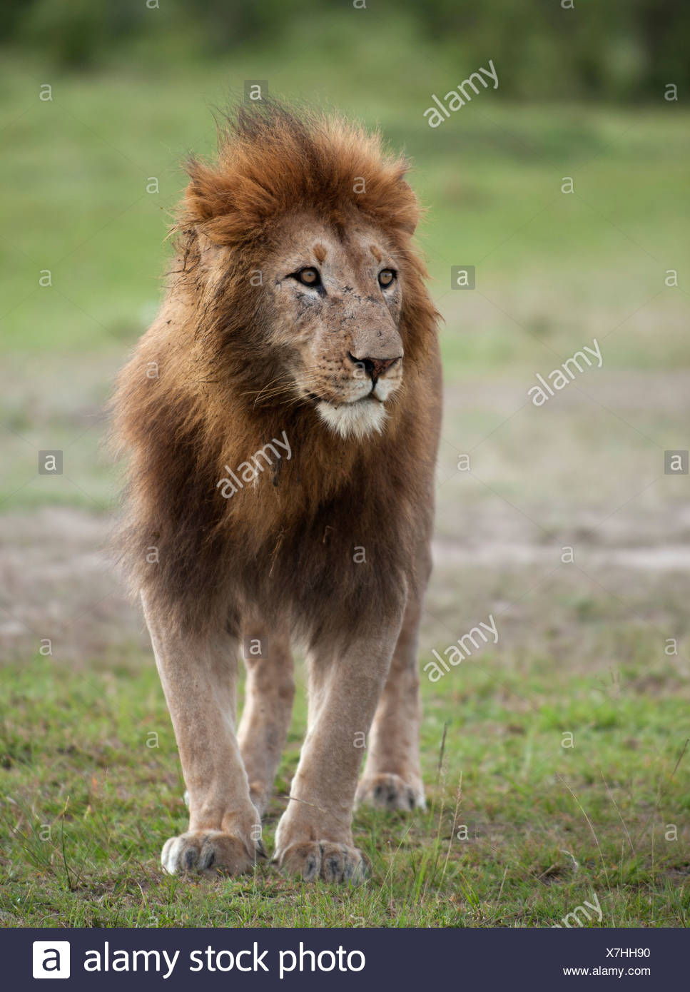 Lion Standing Up Stock Photos & Lion Standing Up Stock Images - Alamy