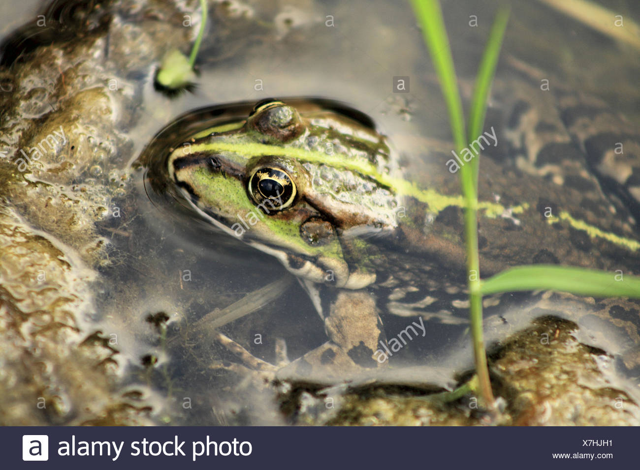 Confused Frog High Resolution Stock Photography and Images - Alamy