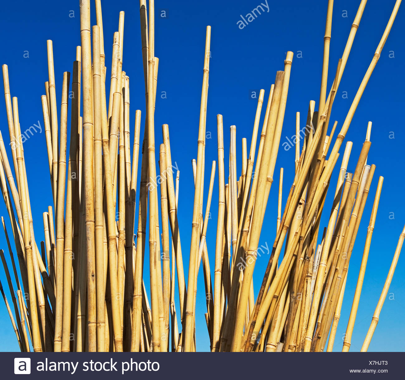 Bamboo Stalks High Resolution Stock Photography and Images - Alamy