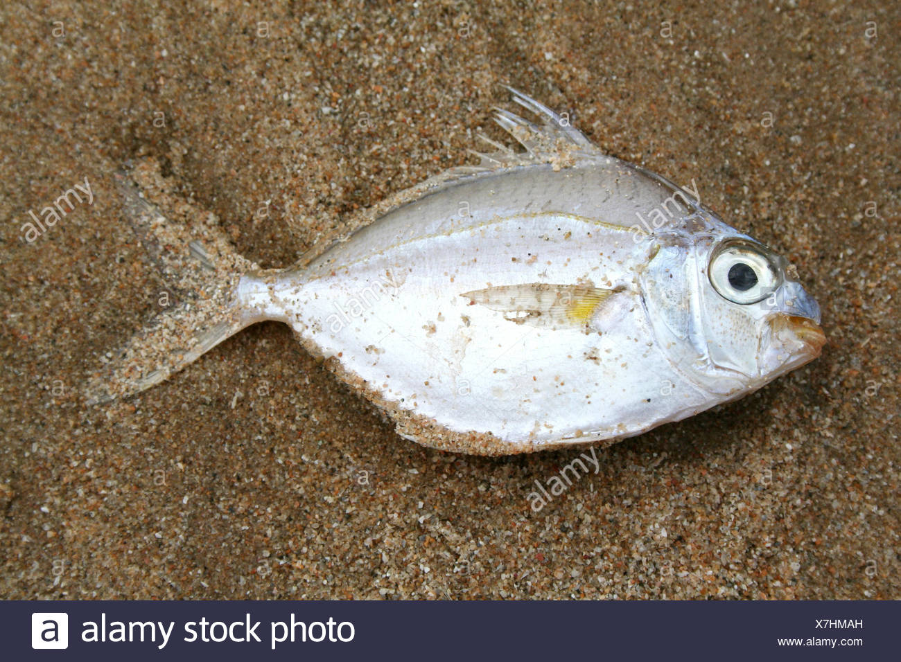 Echte Knochenfische Teleostei High Resolution Stock Photography and ...